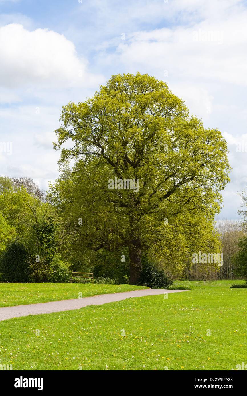 Paved path leading diagonally to ancient english oak tree Stock Photo ...
