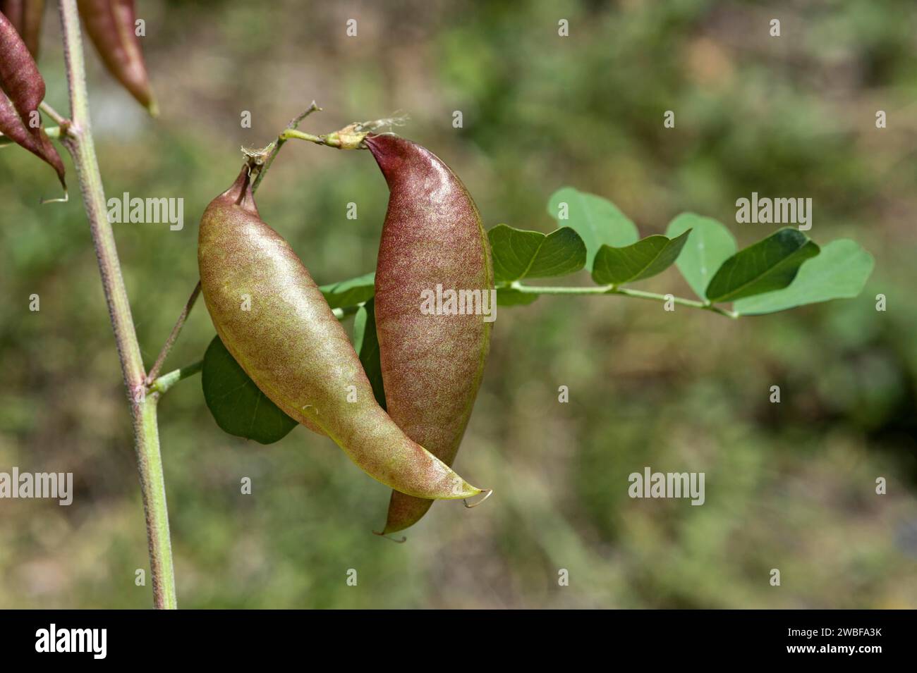 Bladder like fruit hi-res stock photography and images - Alamy