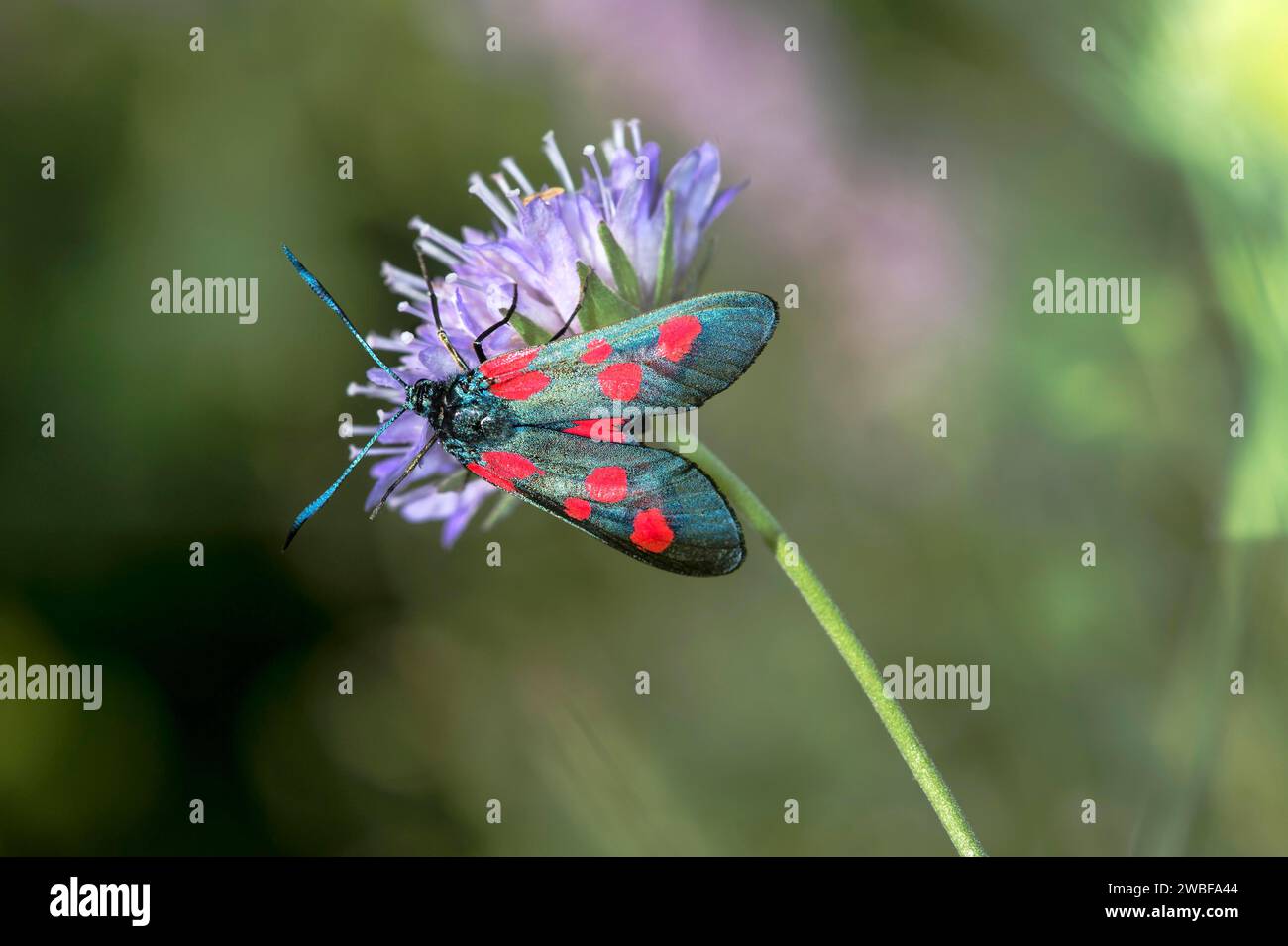 Horseshoe clover moth (Zygaena transalpina), Valais, Switzerland Stock ...