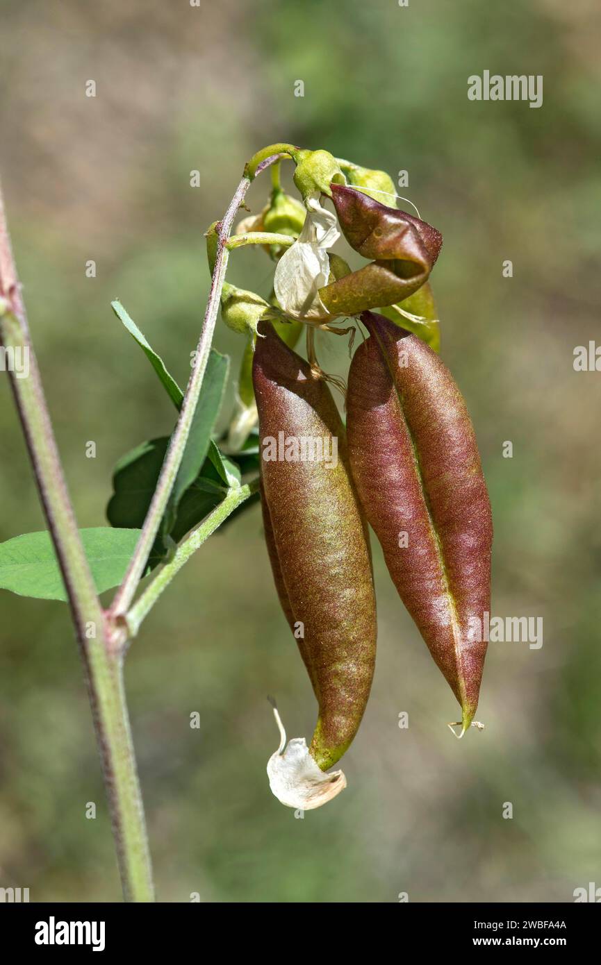 Bladder like fruit hi-res stock photography and images - Alamy