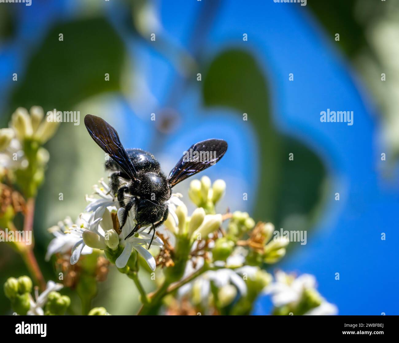Macro of a black carpenter bee pollinating at the blossoms of a seven ...