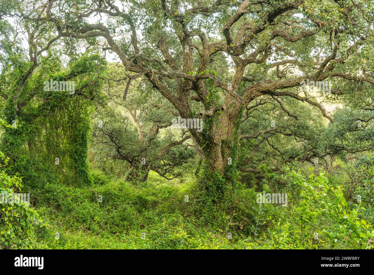 Majestic old oak tree with twisted branches surrounded by a vibrant ...