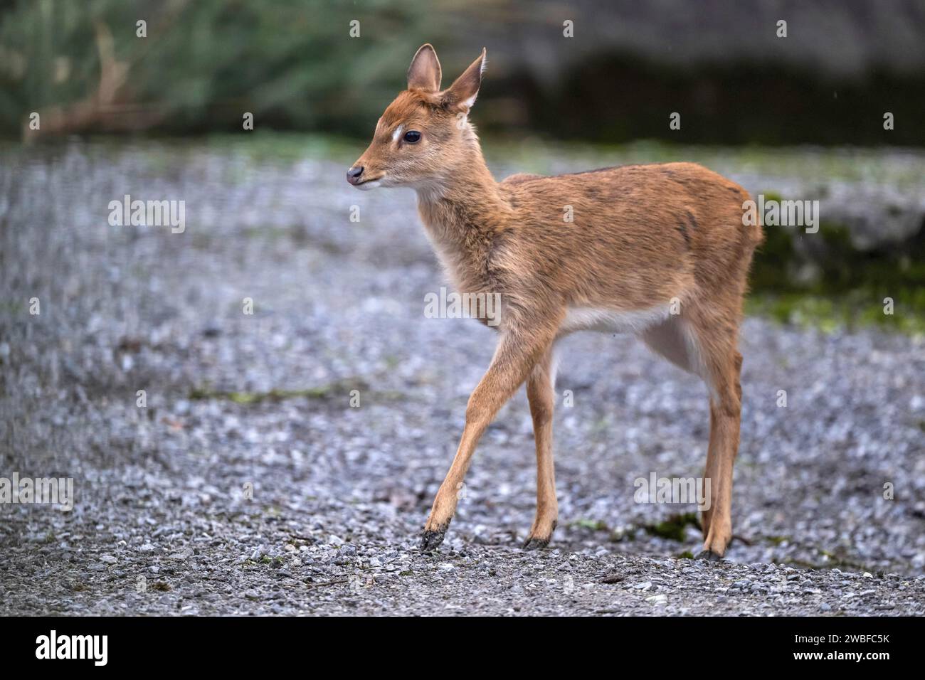 Juvenile Burmese Lyrebird Rucervus eldii thamin Stock Photo - Alamy