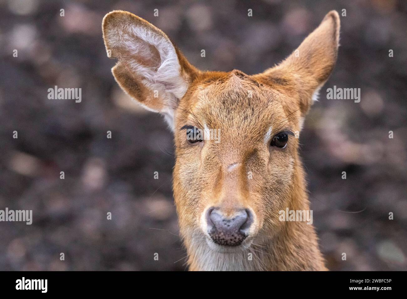 Burmese Lyrebird Rucervus eldii thamin Stock Photo - Alamy