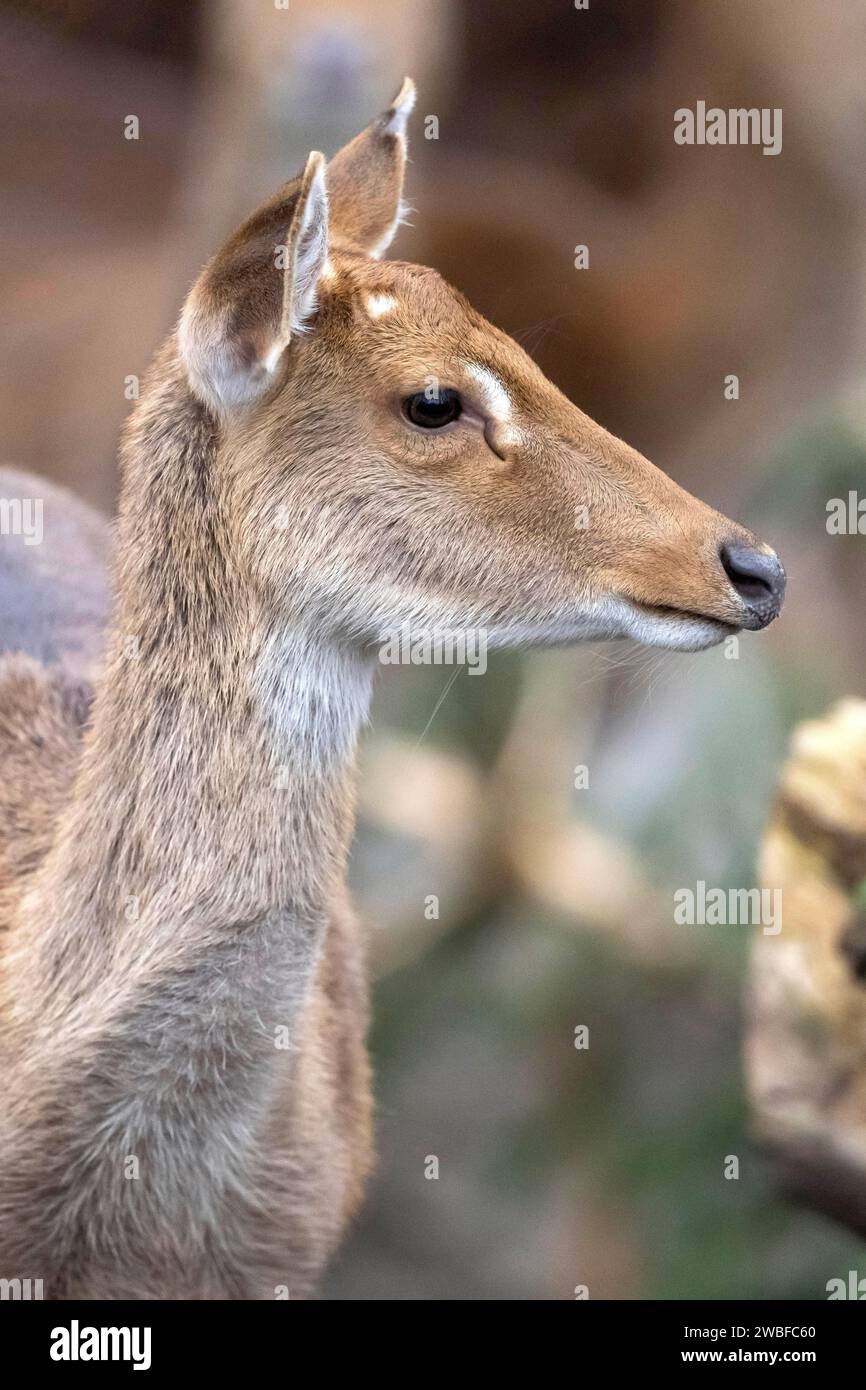 Burmese Lyrebird Rucervus eldii thamin Stock Photo - Alamy