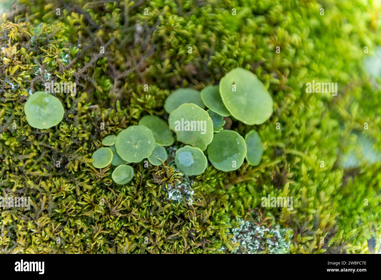 Vibrant green moss and circular lichen patches growing on a surface ...