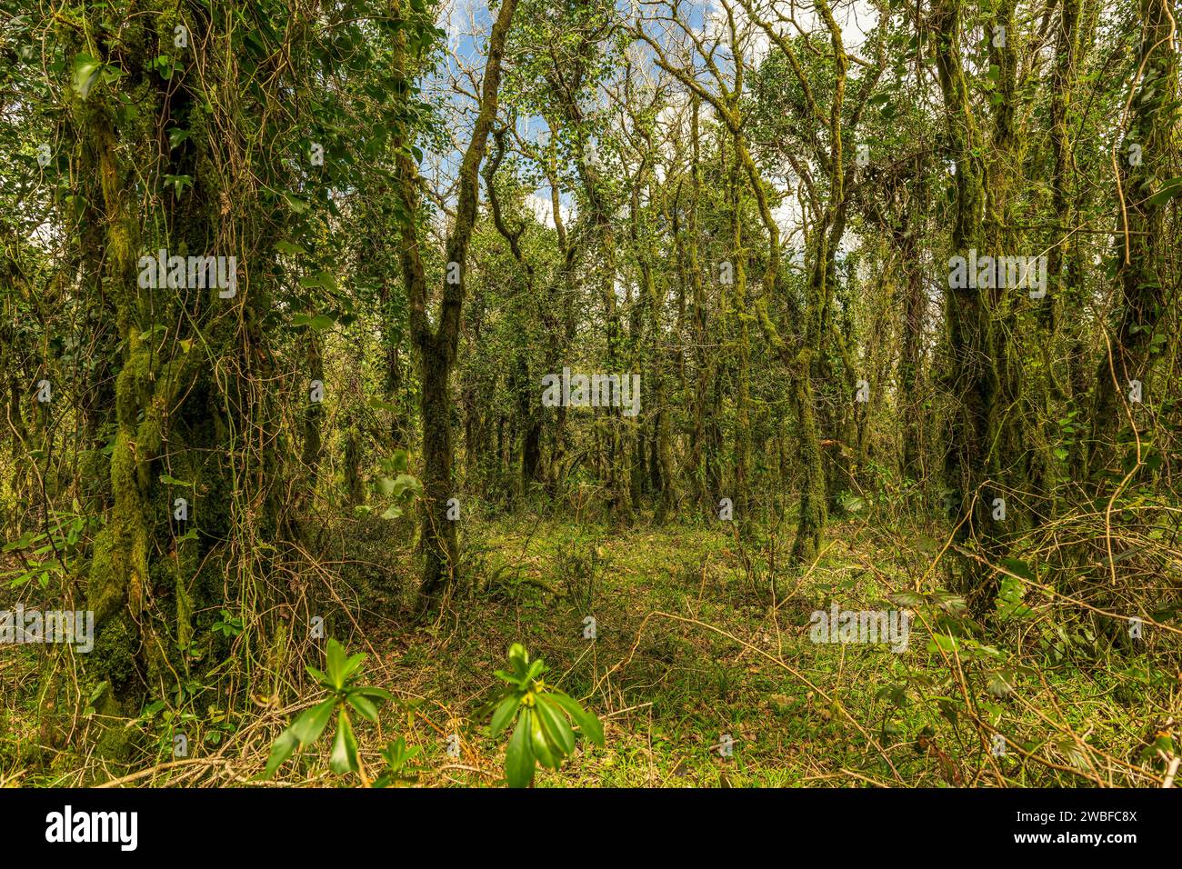 Sunlight filters through the branches of moss-covered trees in a ...
