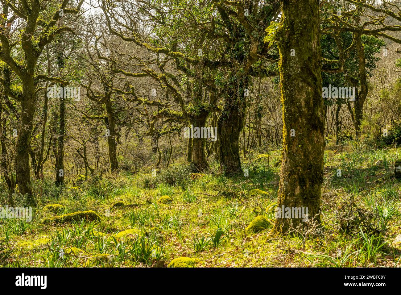 Sunlight filters through the branches of moss-covered trees in a ...