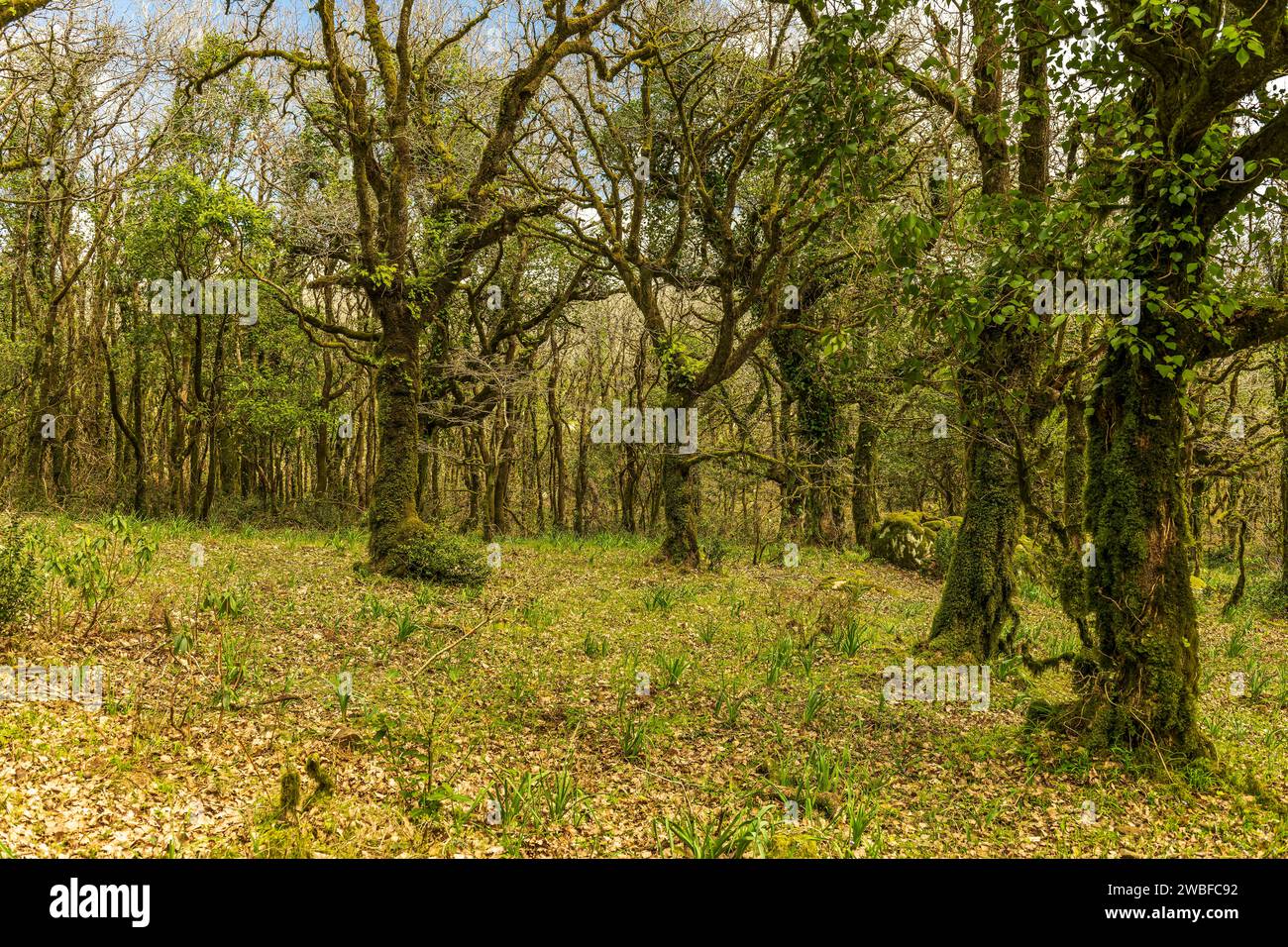 Sunlight filters through the branches of moss-covered trees in a ...