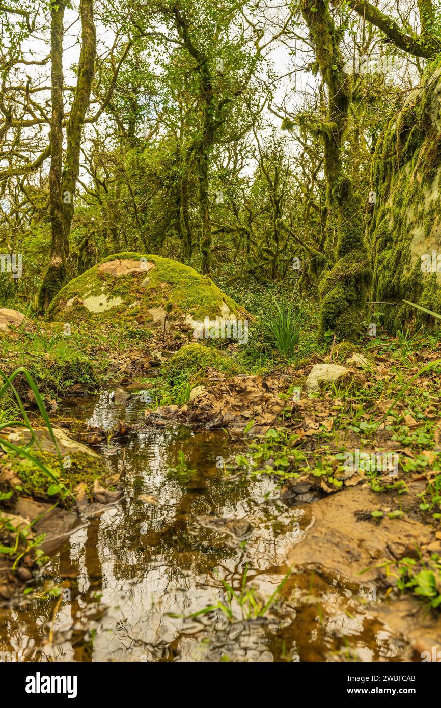Sunlight filters through the branches of moss-covered trees in a ...