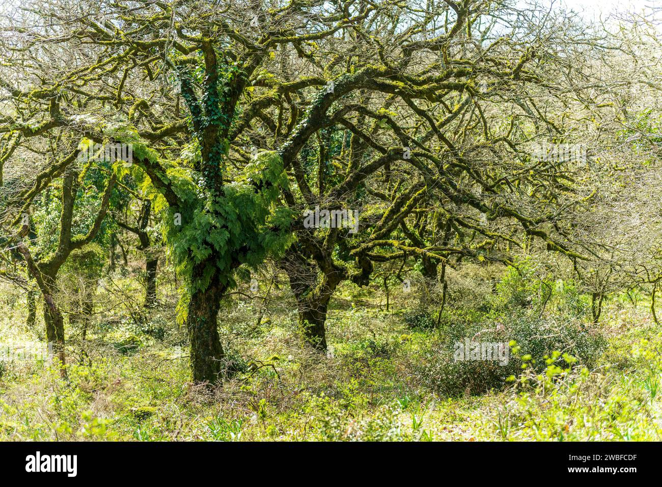 Sunlight filters through the branches of moss-covered trees in a ...