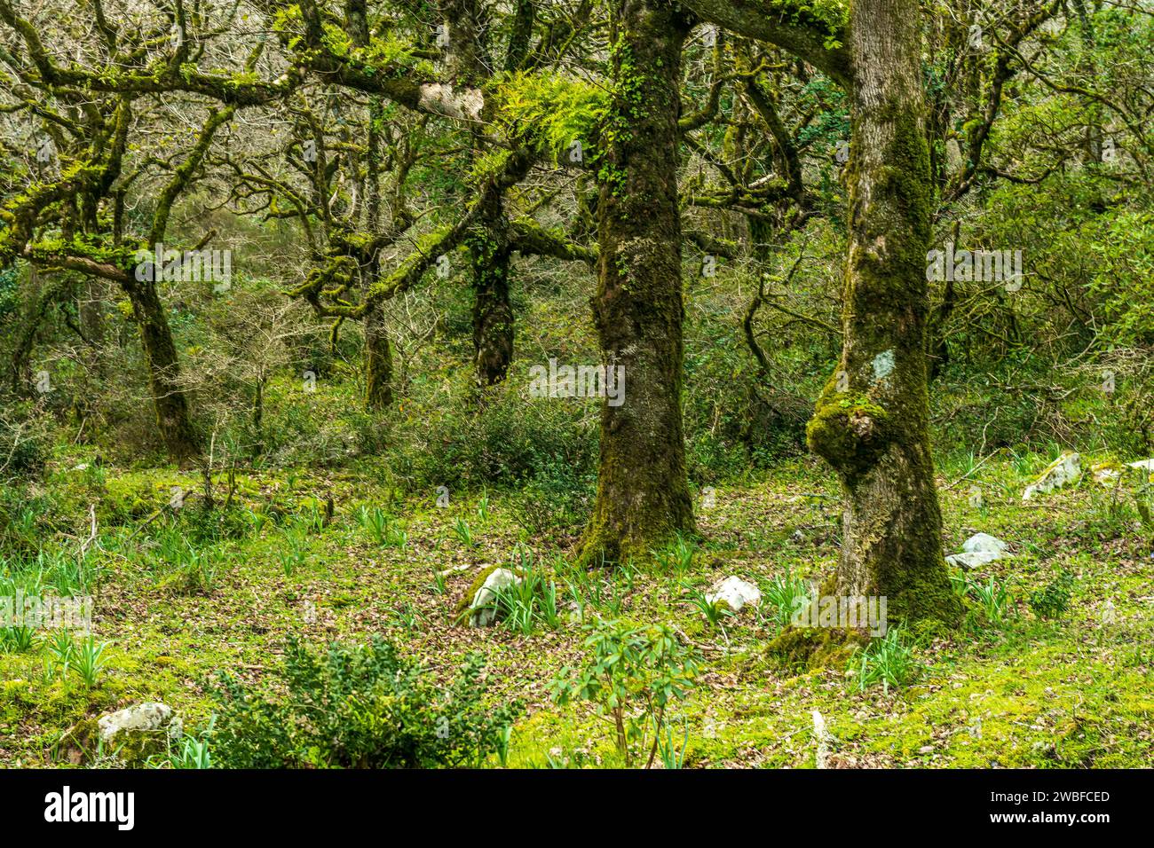 Sunlight filters through the branches of moss-covered trees in a ...