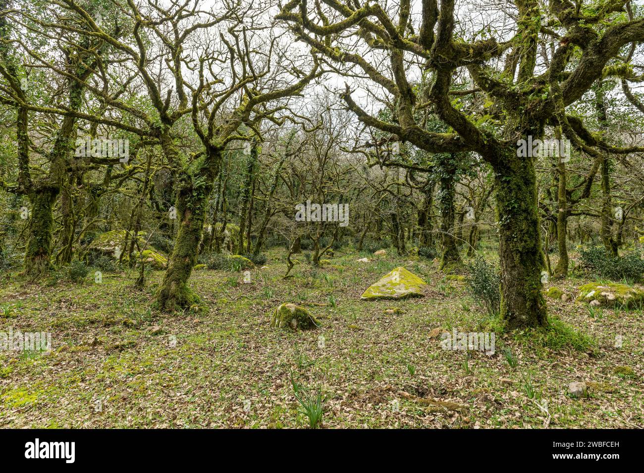 Sunlight filters through the branches of moss-covered trees in a ...