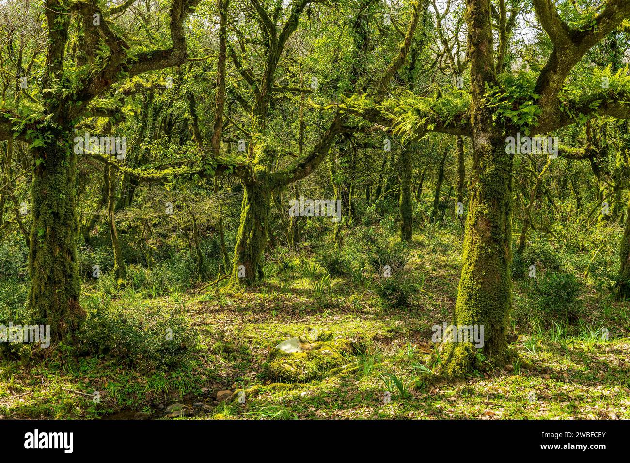 Sunlight filters through the branches of moss-covered trees in a ...