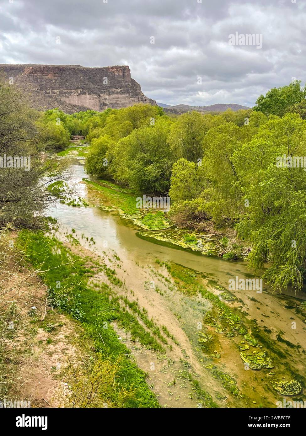Green landscape of the Sonora River in the El Gavilan property ...