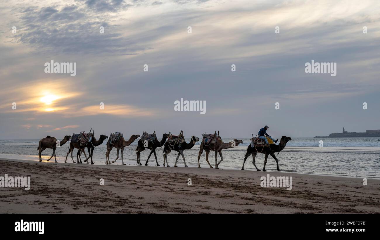 Riding horse beach man hi-res stock photography and images - Alamy