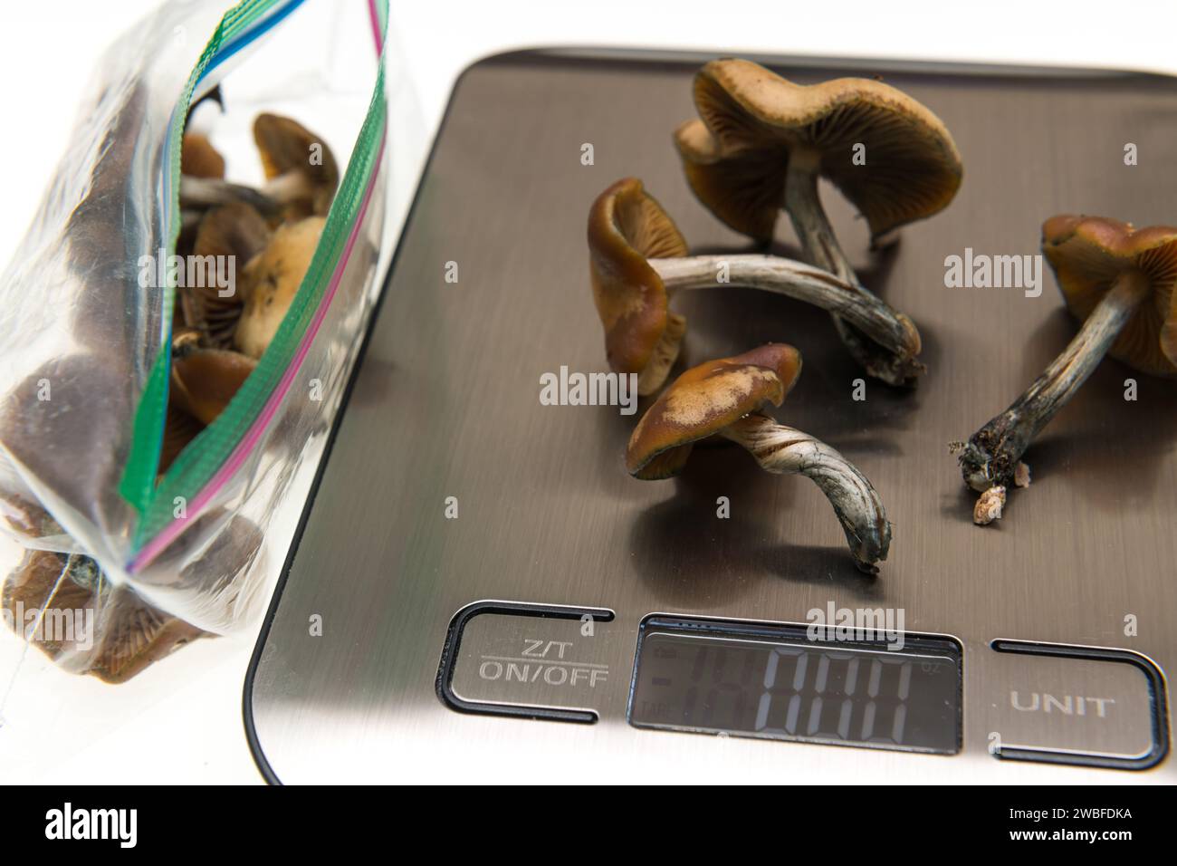 Psilocybe Cyanescens Magic Mushrooms and a scale Stock Photo - Alamy
