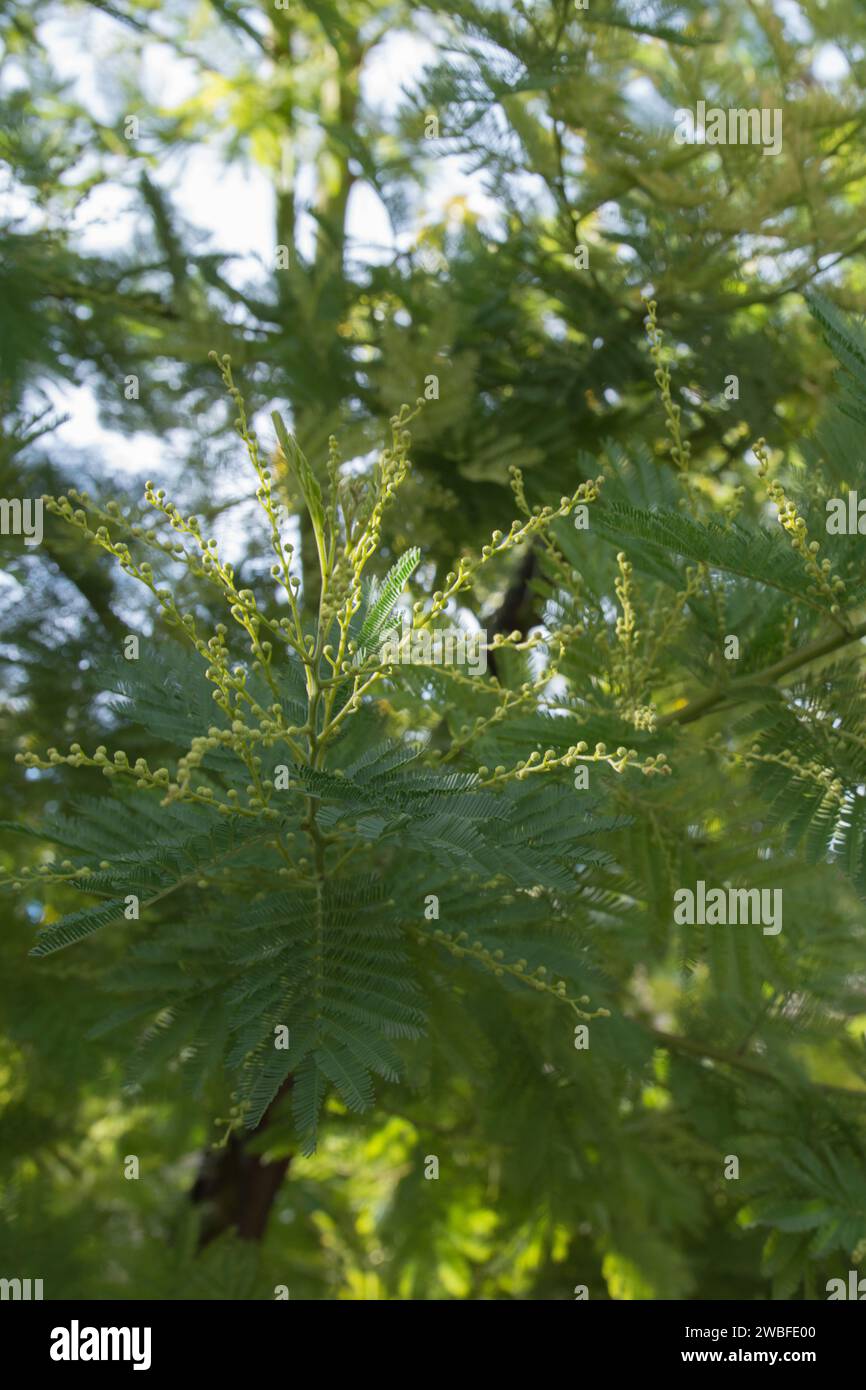 Mimosa tree in winter, before blooming. Mimosa is a tropical tree or ...