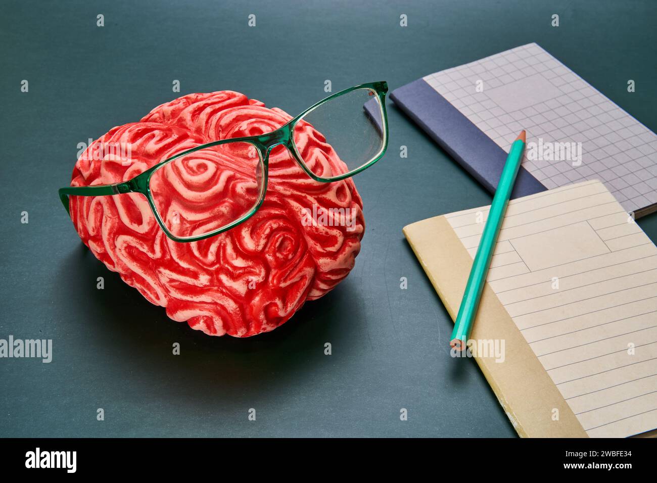 Realistic model of brain hi-res stock photography and images - Alamy