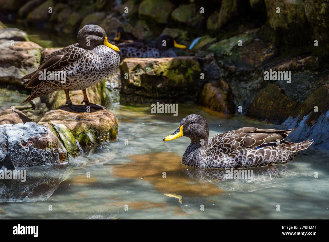 Cute duck icon set hi-res stock photography and images - Alamy