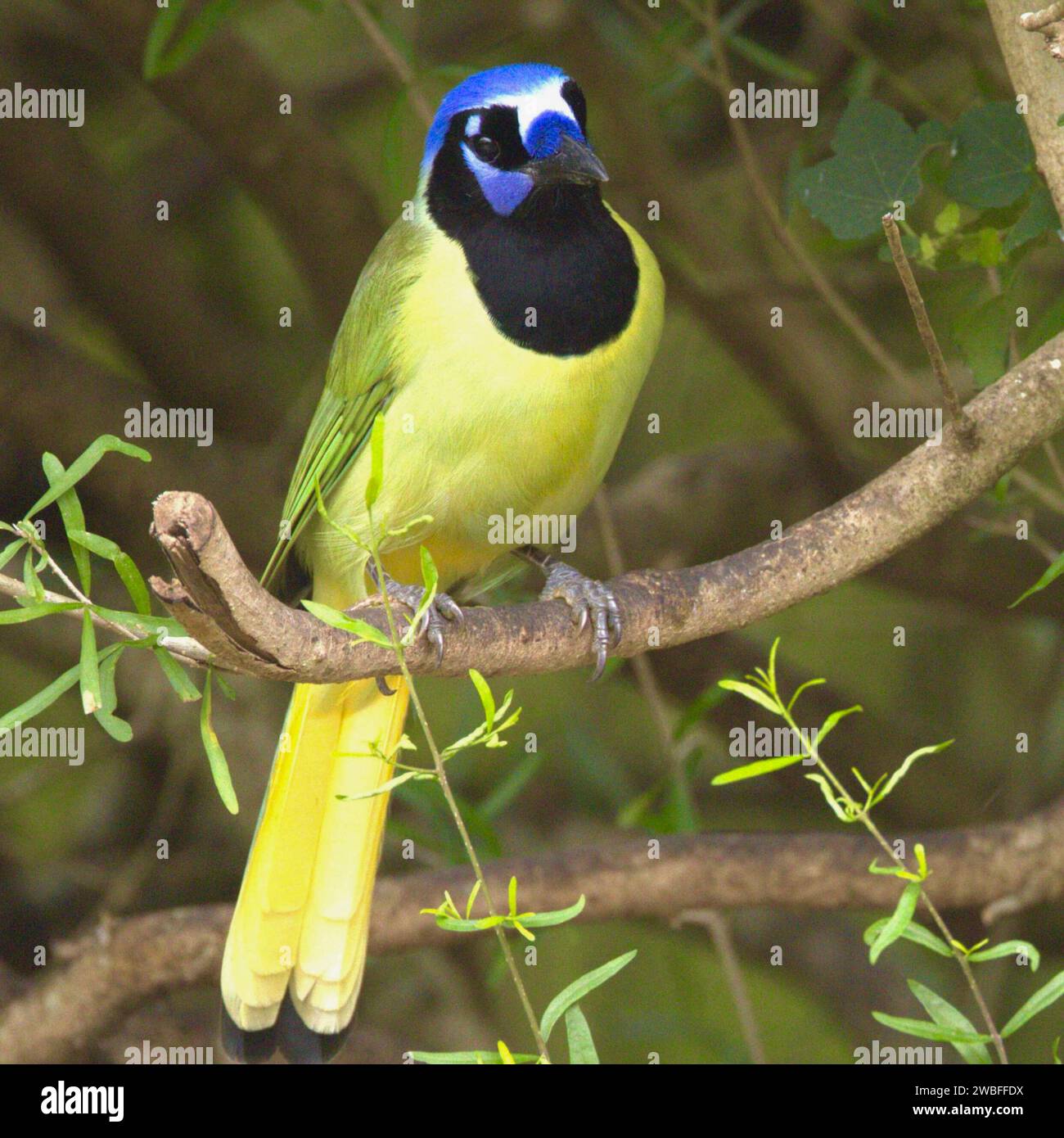 A green jaybird perched atop a lush, leafy tree branch Stock Photo - Alamy