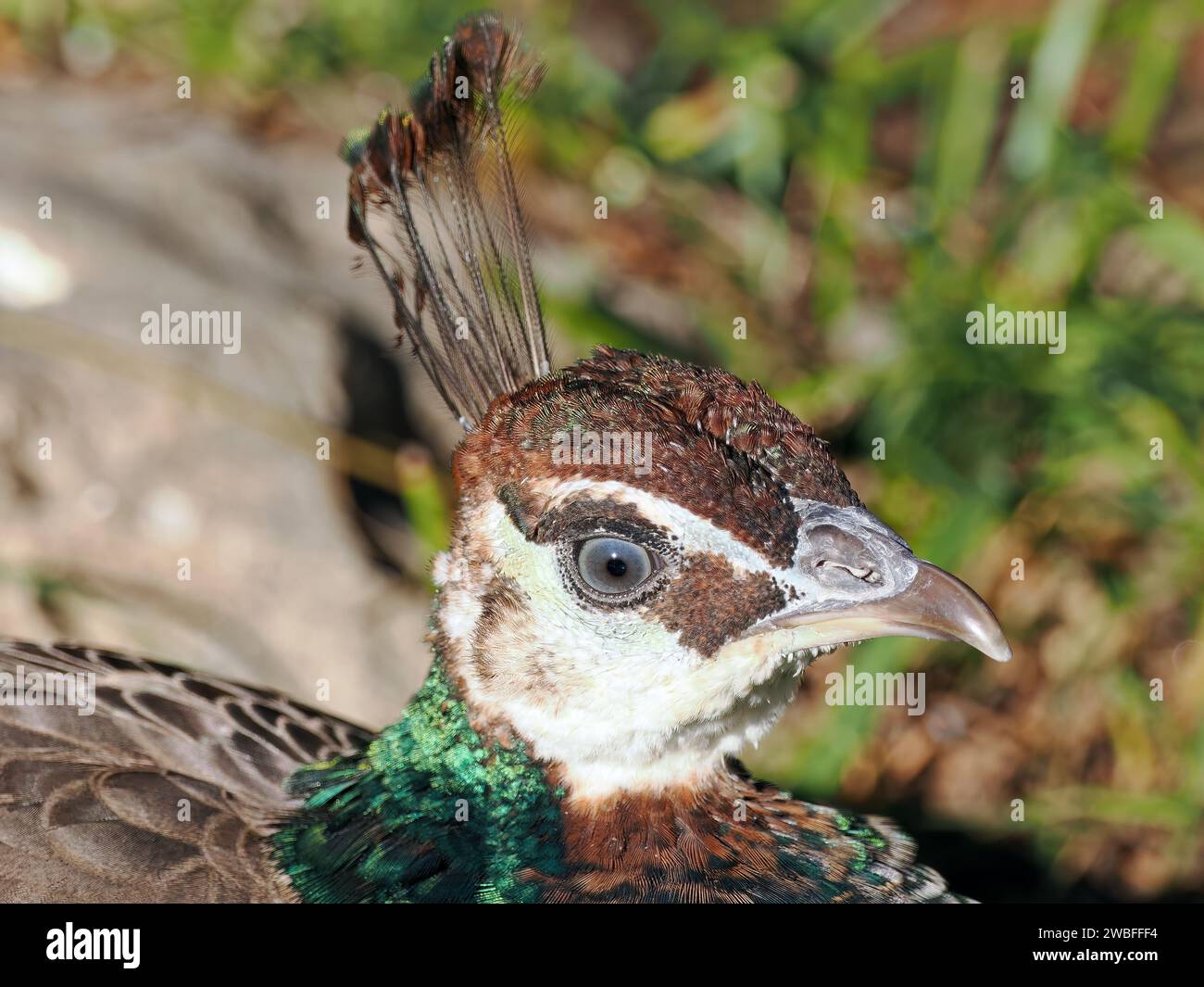 Indian peafowl, common peafowl, blue peafowl, Blauer Pfau, Paon bleu ...
