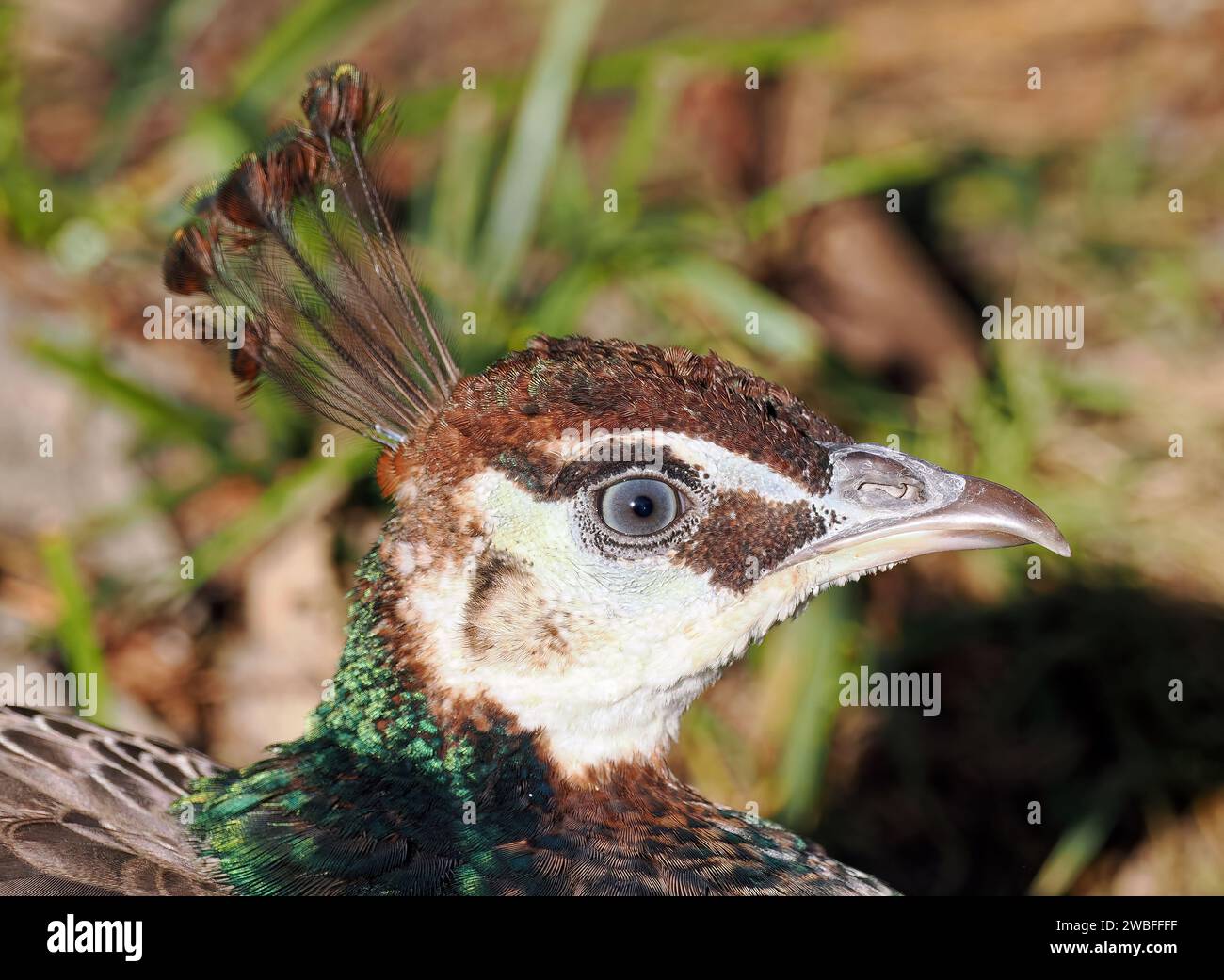 Indian peafowl, common peafowl, blue peafowl, Blauer Pfau, Paon bleu ...