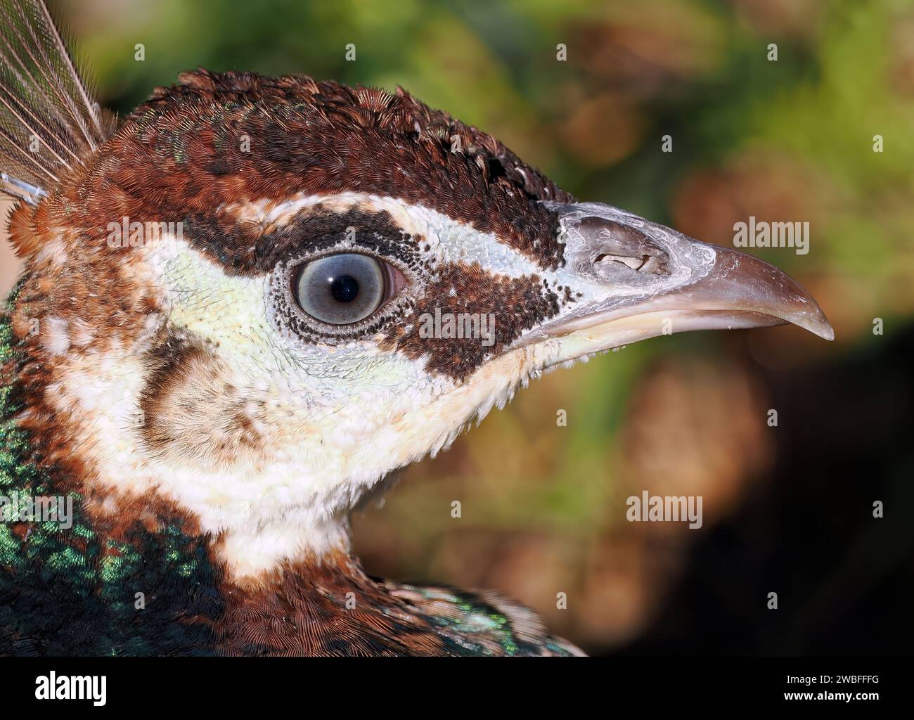 Indian peafowl, common peafowl, blue peafowl, Blauer Pfau, Paon bleu ...
