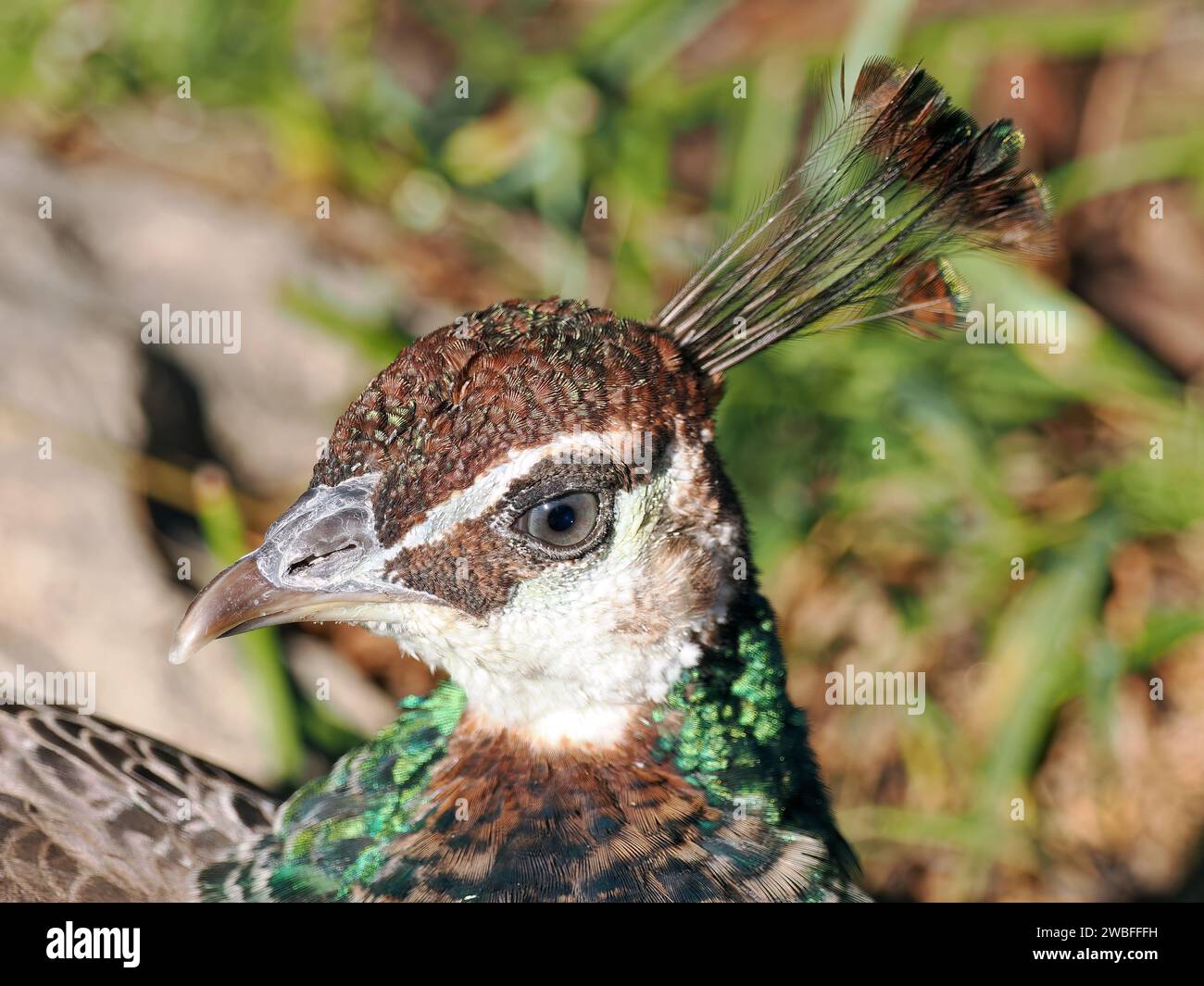 Indian peafowl, common peafowl, blue peafowl, Blauer Pfau, Paon bleu ...
