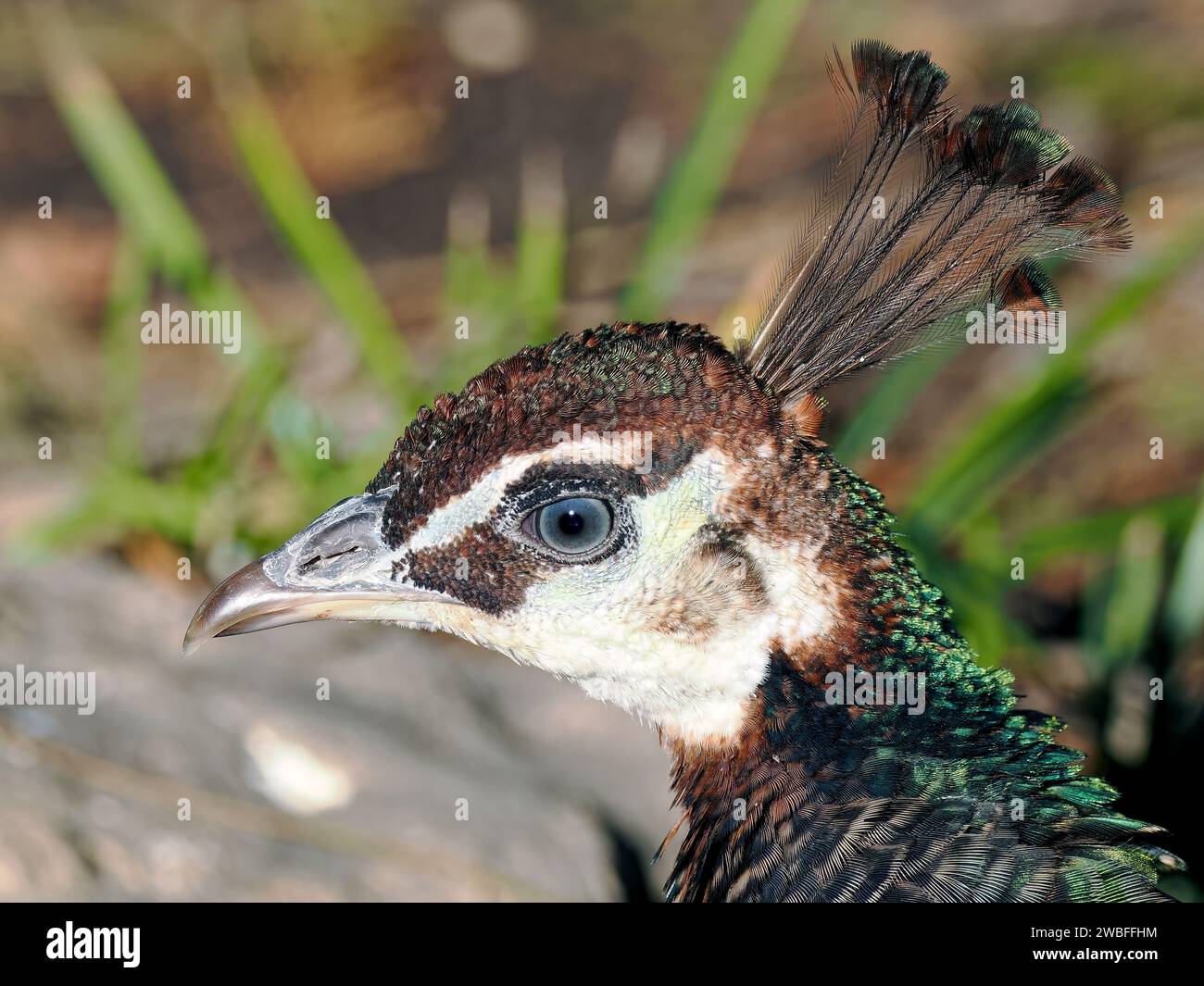 Indian peafowl, common peafowl, blue peafowl, Blauer Pfau, Paon bleu ...