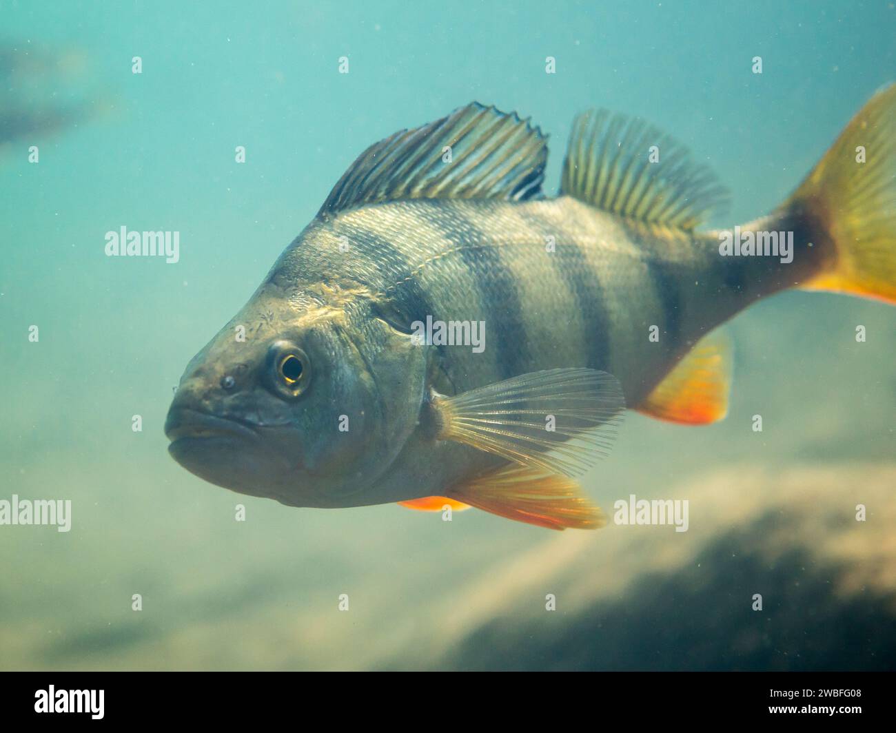 Big European perch swimming in lake Stock Photo - Alamy