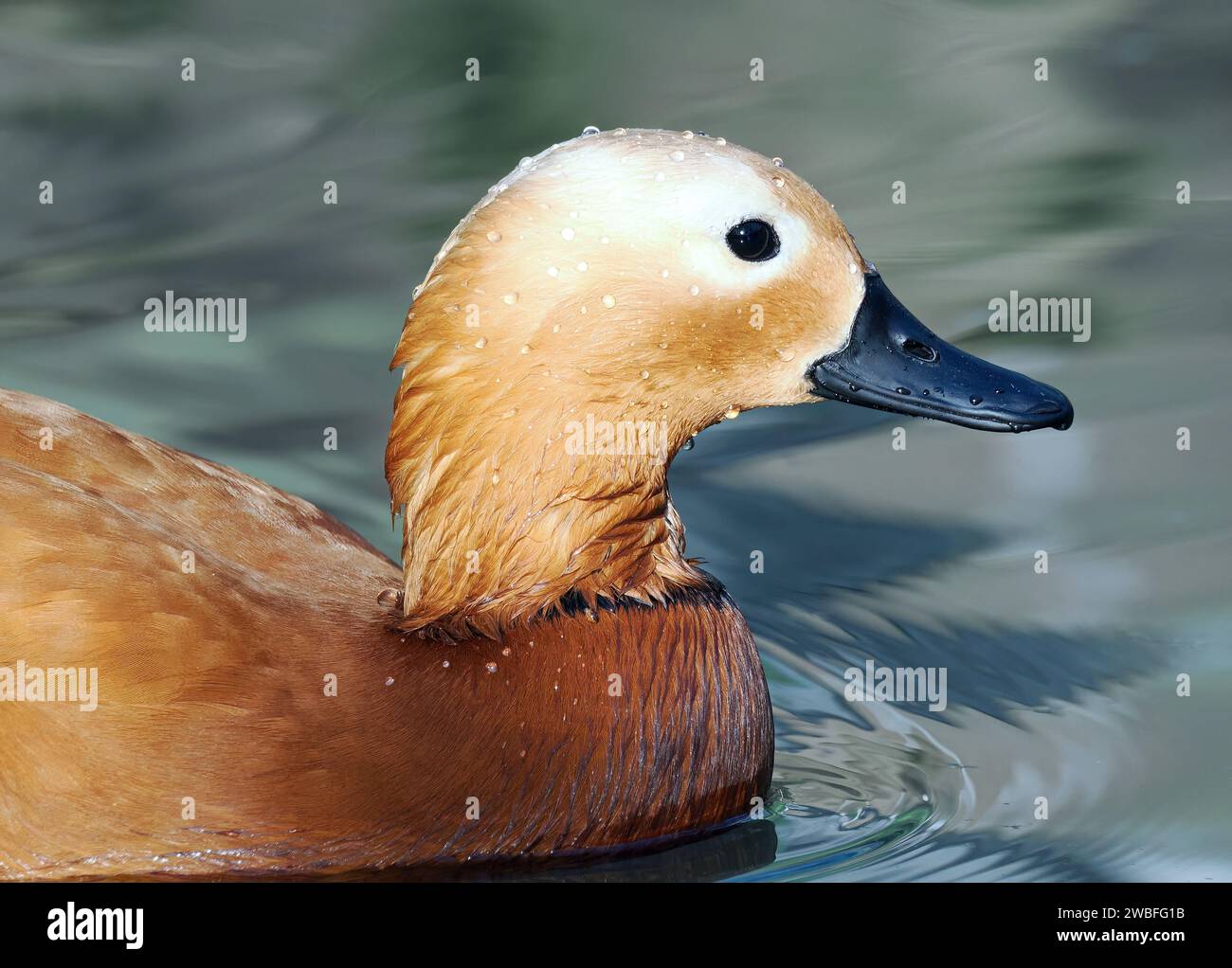 Ruddy shelduck, Brahminy duck, Rostgans, Tadorne casarca, Tadorna ...