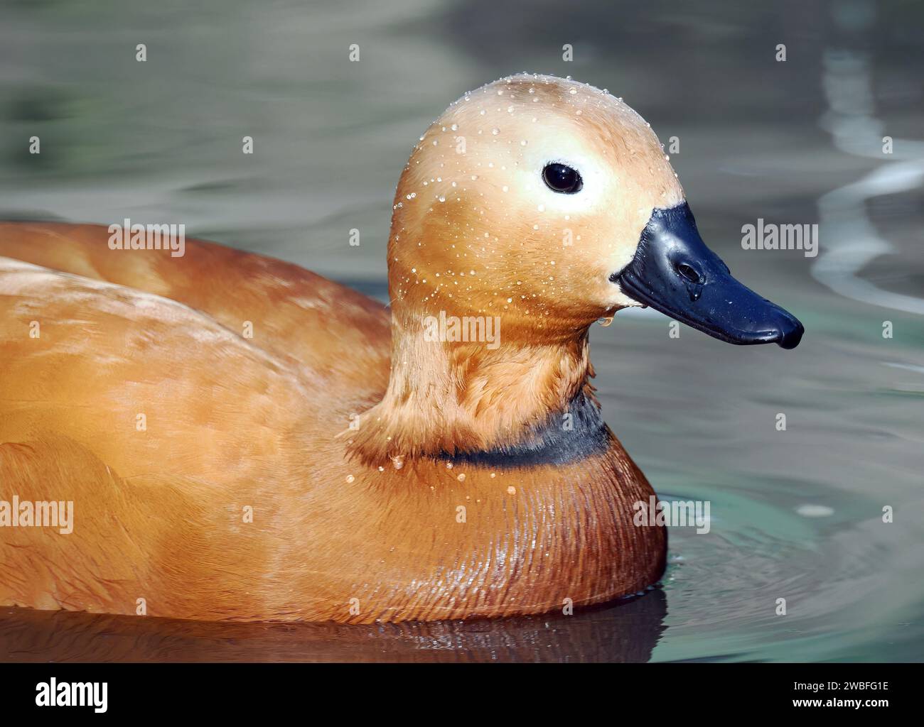 Ruddy shelduck, Brahminy duck, Rostgans, Tadorne casarca, Tadorna ...