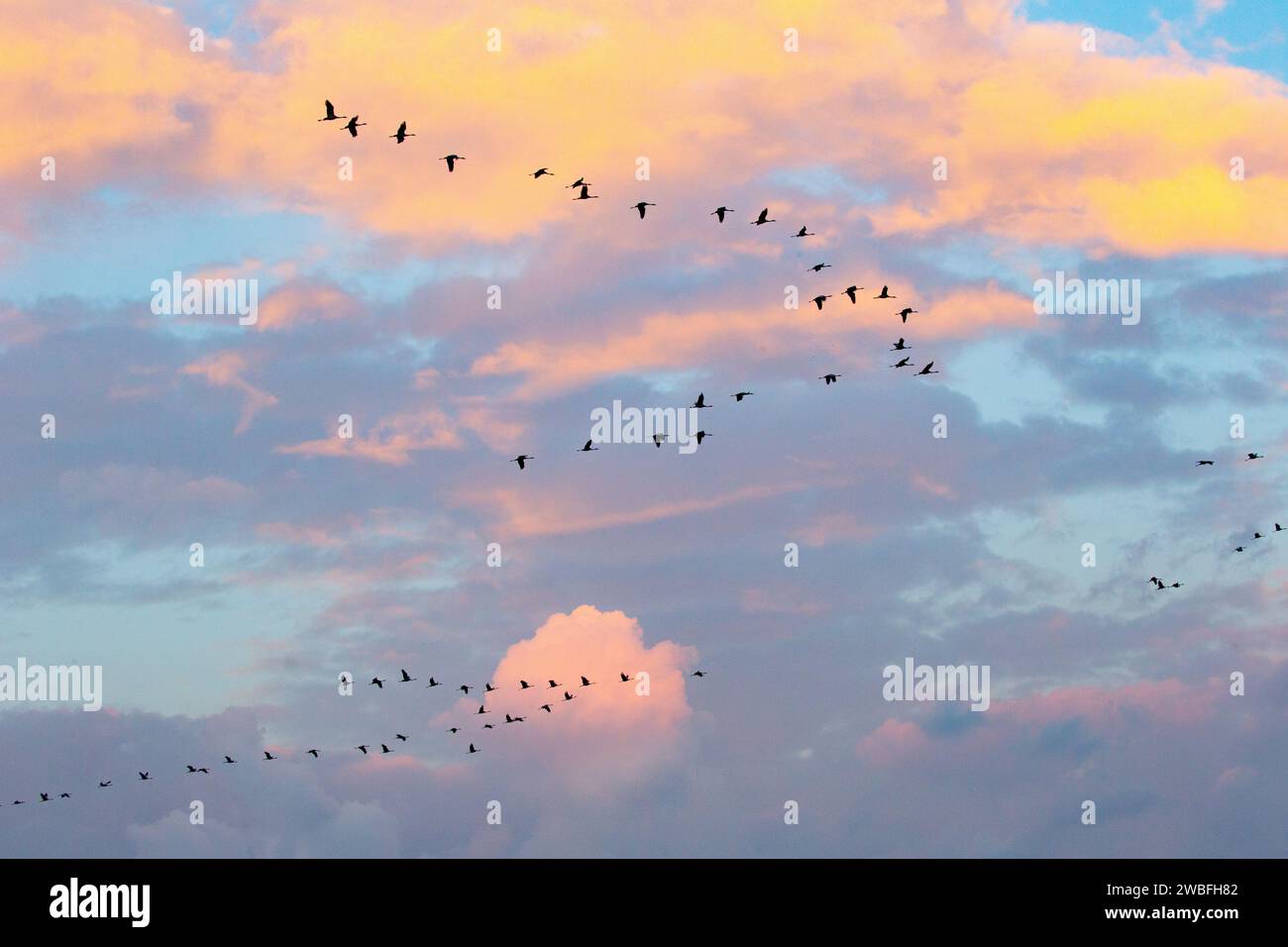 Wildlife crane hi-res stock photography and images - Alamy