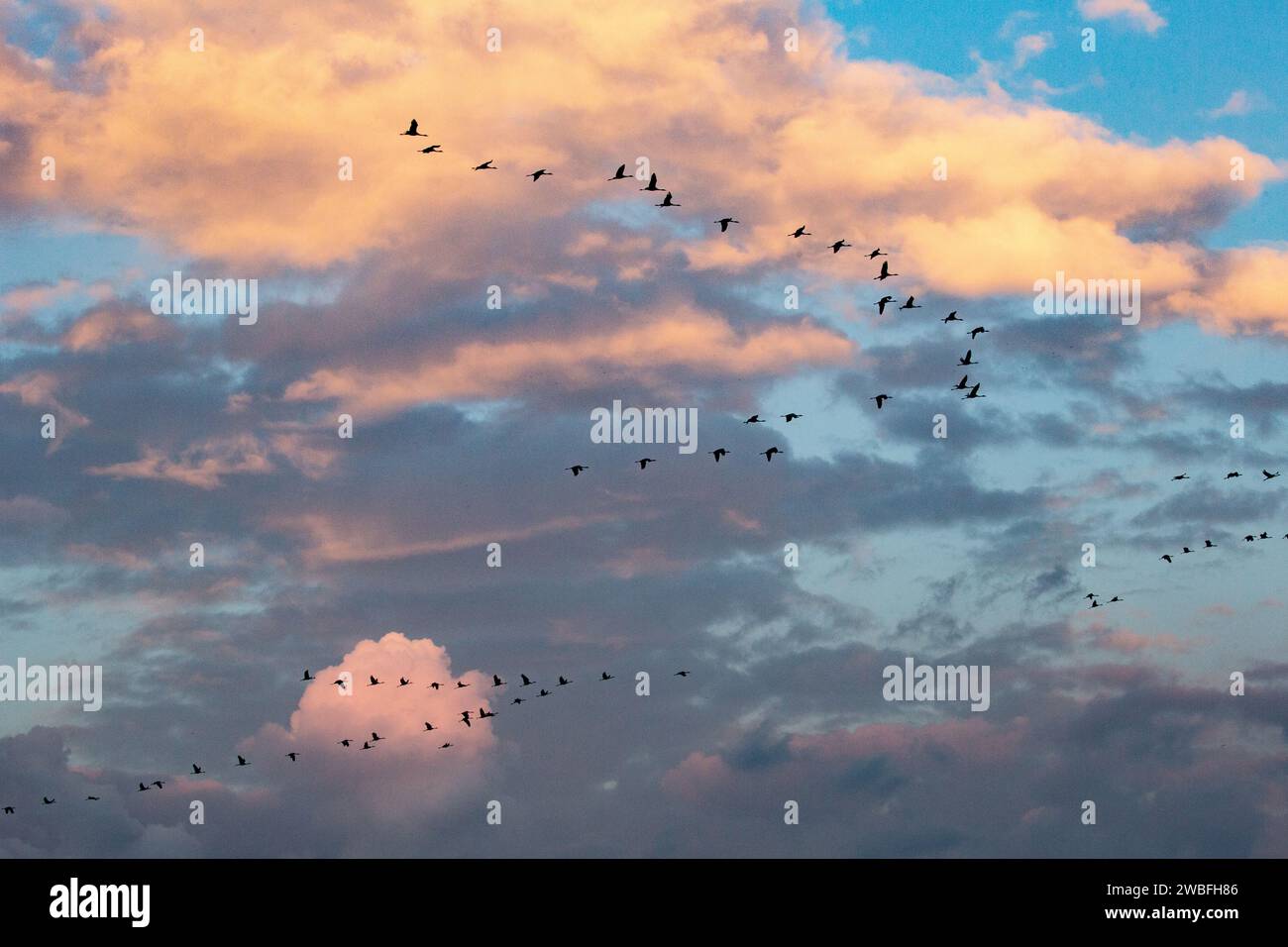 Wildlife crane hi-res stock photography and images - Alamy