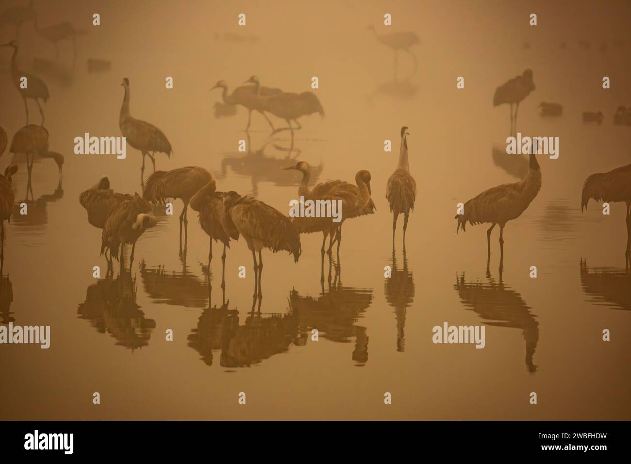 Wildlife crane hi-res stock photography and images - Alamy