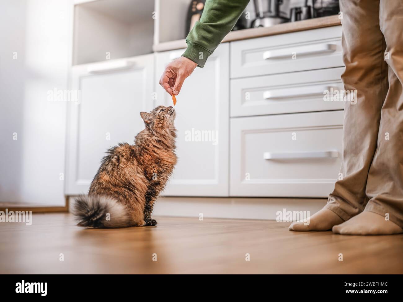 Man feeding cat hi-res stock photography and images - Alamy