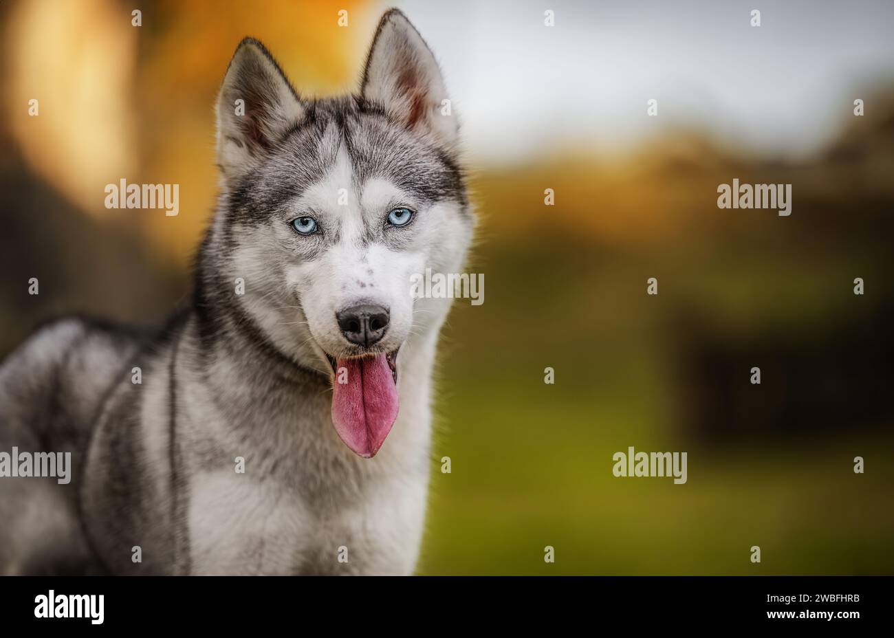 Happy Husky dog on the nature background Stock Photo - Alamy