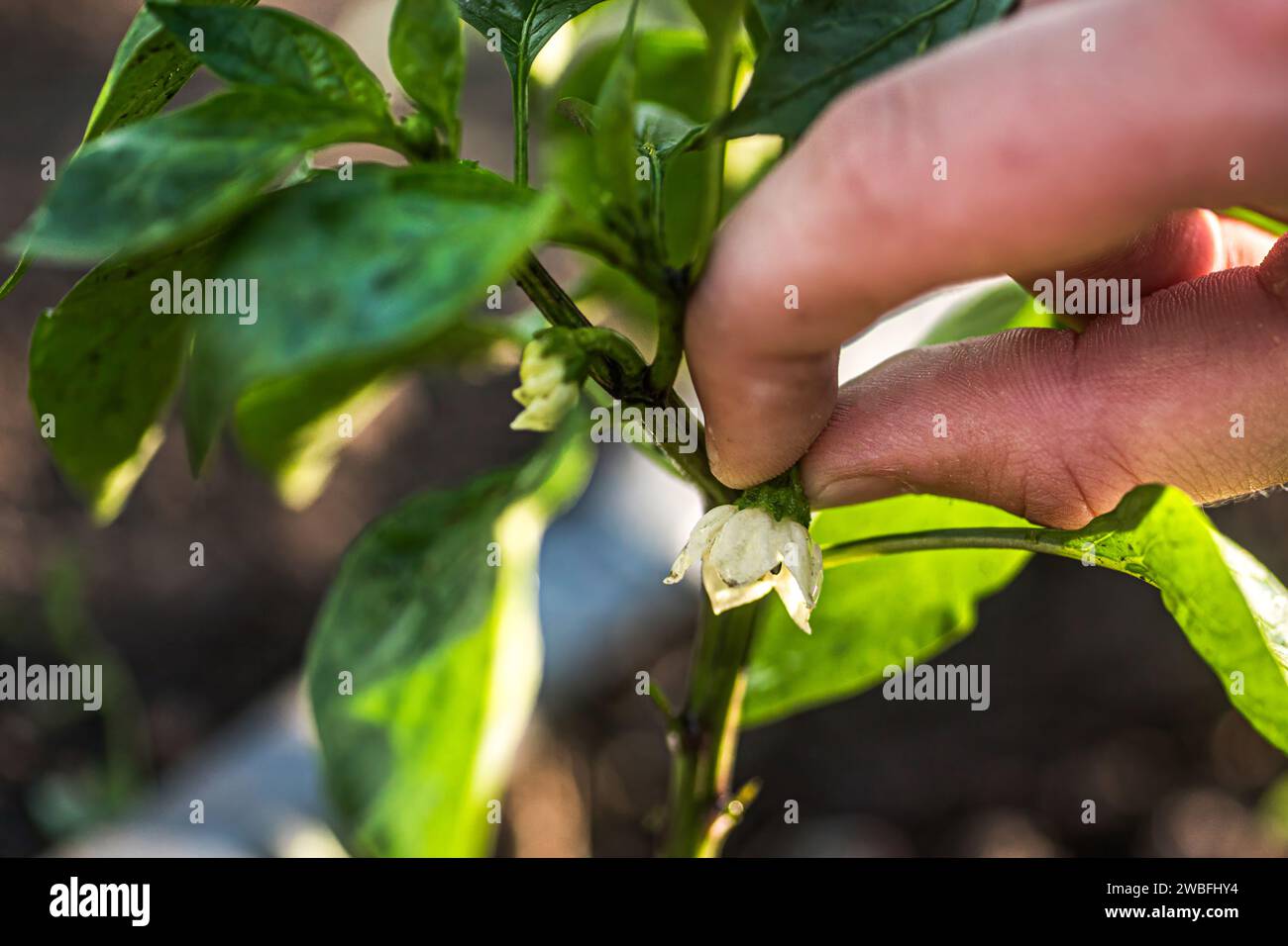 hands meticulously trimming the apex bloom of a flourishing pepper ...
