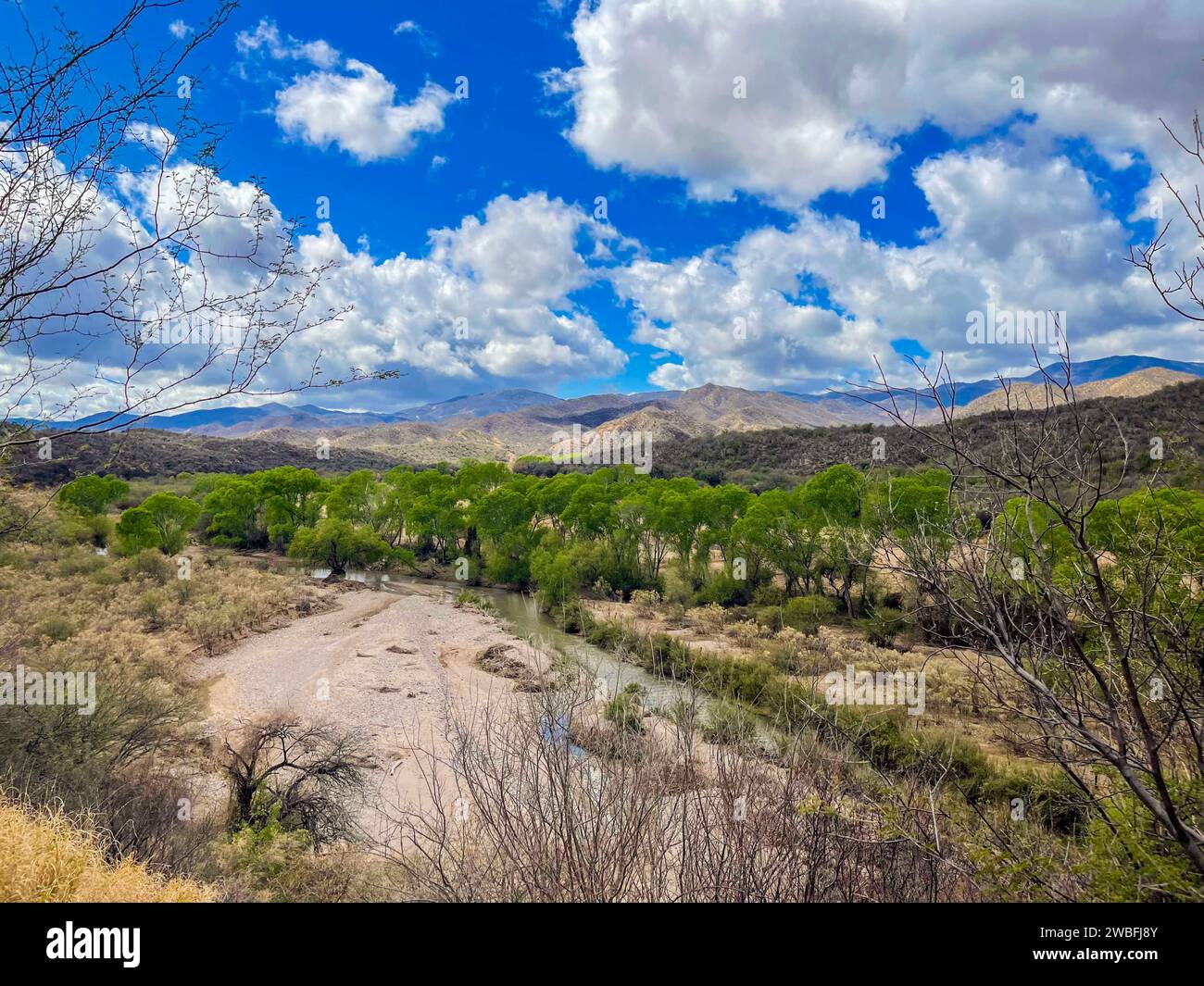 poplar trees or alameda in the Sonora River as it passes through ...