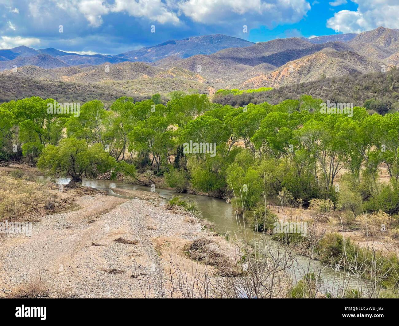 poplar trees or alameda in the Sonora River as it passes through ...