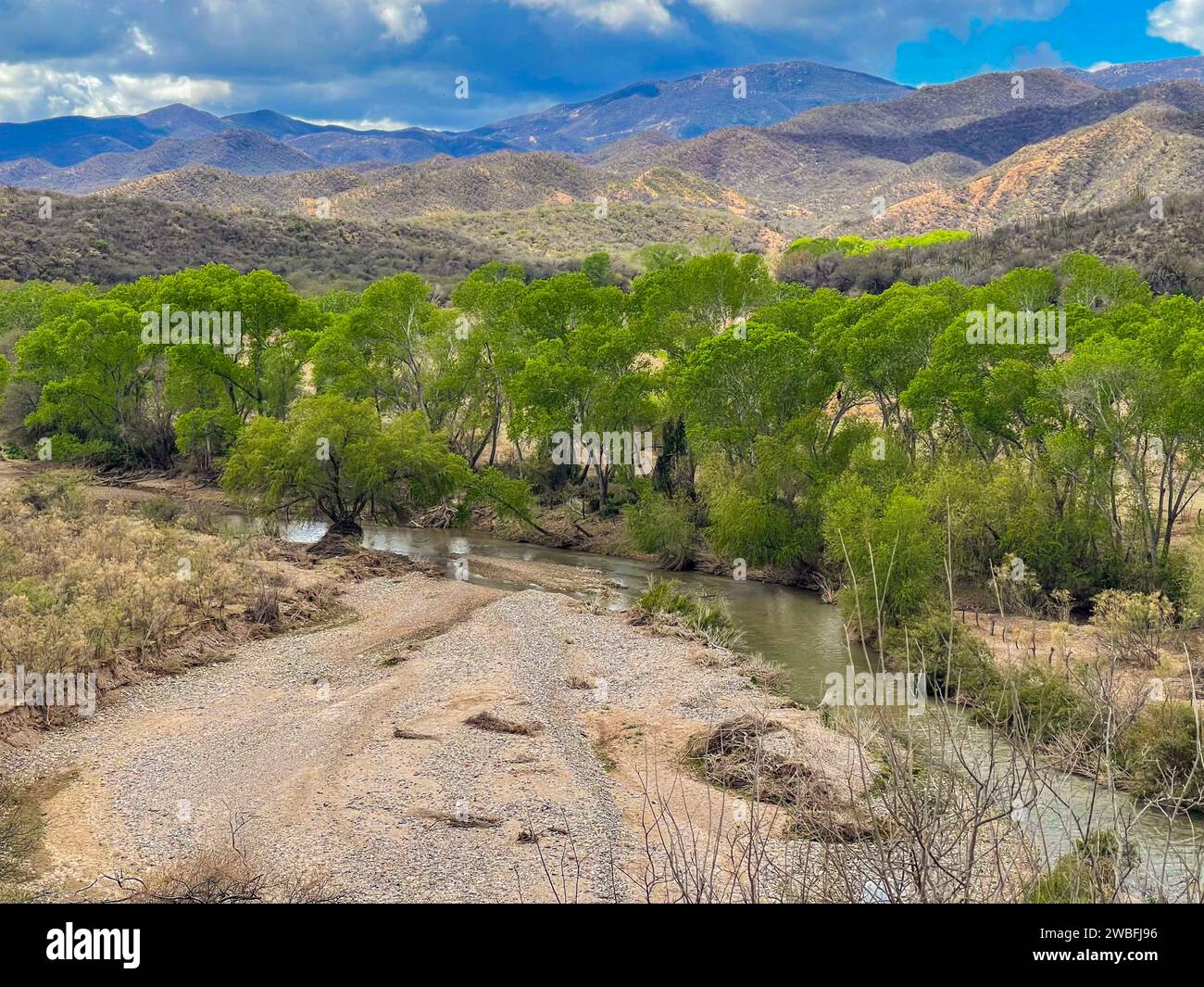 poplar trees or alameda in the Sonora River as it passes through ...