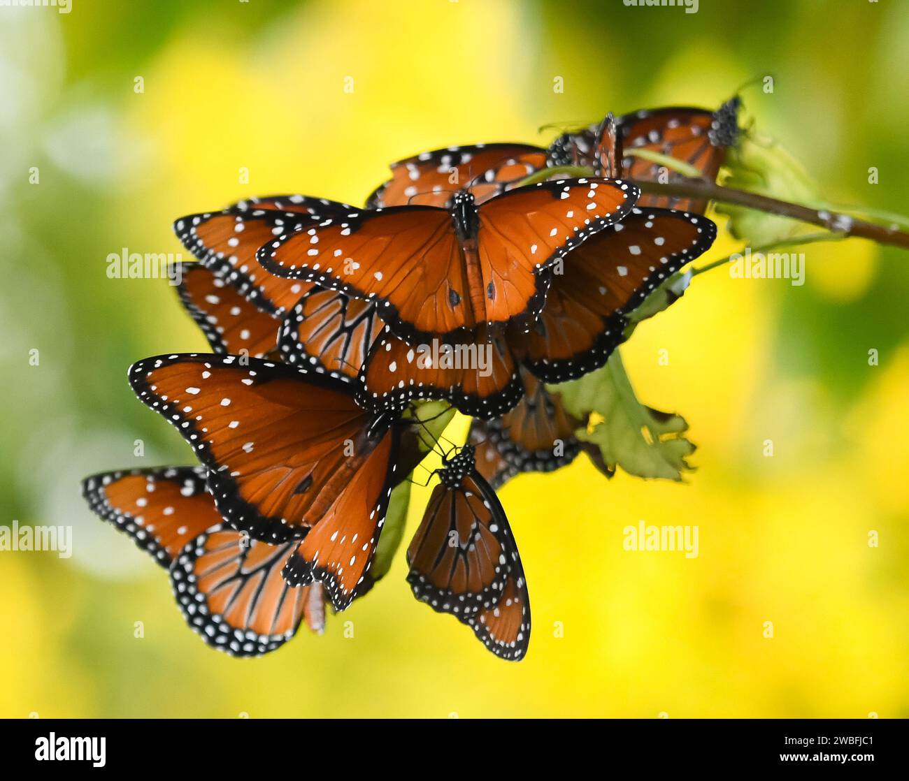 Kaleidoscope of butterflies hi-res stock photography and images - Alamy