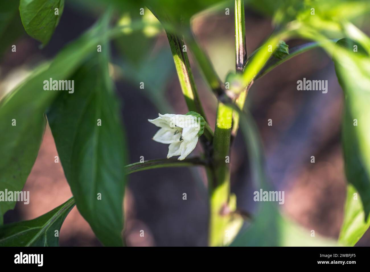 Blooming potential: cultivating peppers by carefully snipping the crown ...