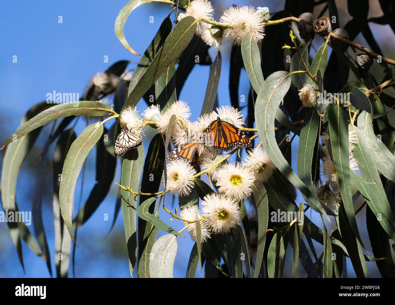 Roosting monarch butterflies hi-res stock photography and images - Alamy