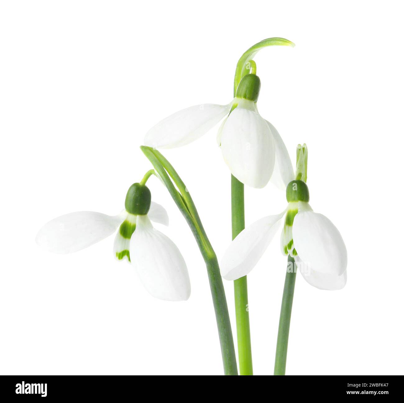 Beautiful snowdrops isolated on white background Stock Photo - Alamy
