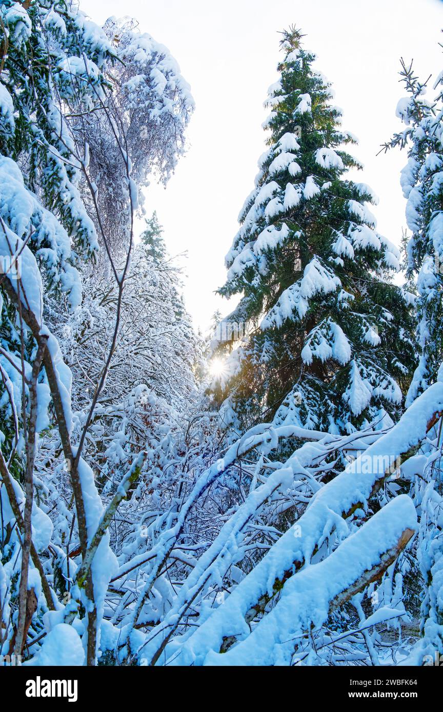 Sun light rays come trought the frosty forest in the Winter Stock Photo ...