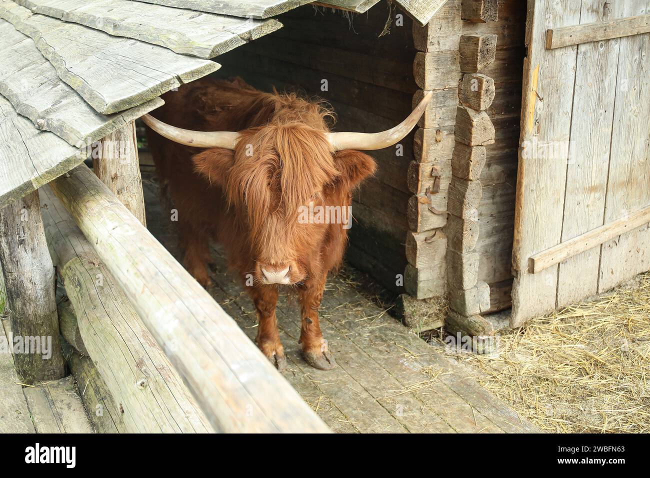 View of red cow on farm Stock Photo - Alamy