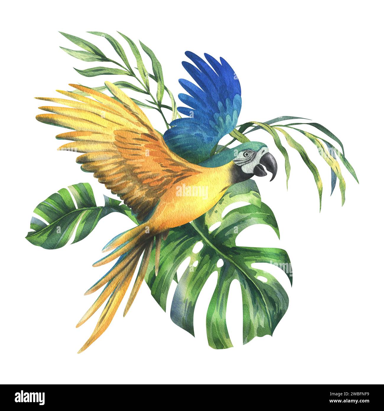 Macaw palm leaf hi-res stock photography and images - Alamy