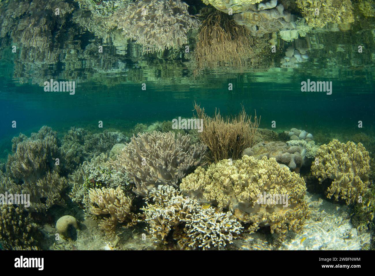 A variety of reef-building corals thrive on a coral reef in Raja Ampat ...